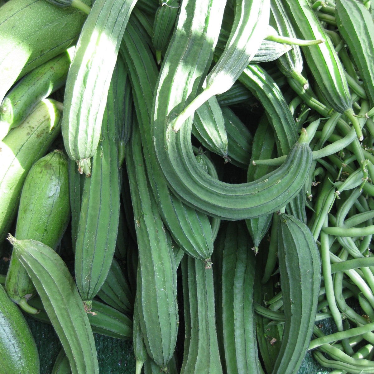 Luffa – Green Harvest