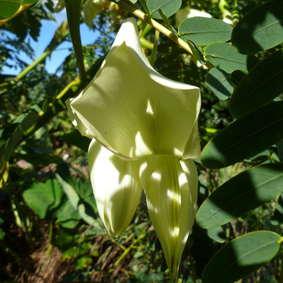 Agati Growing Information – Green Harvest