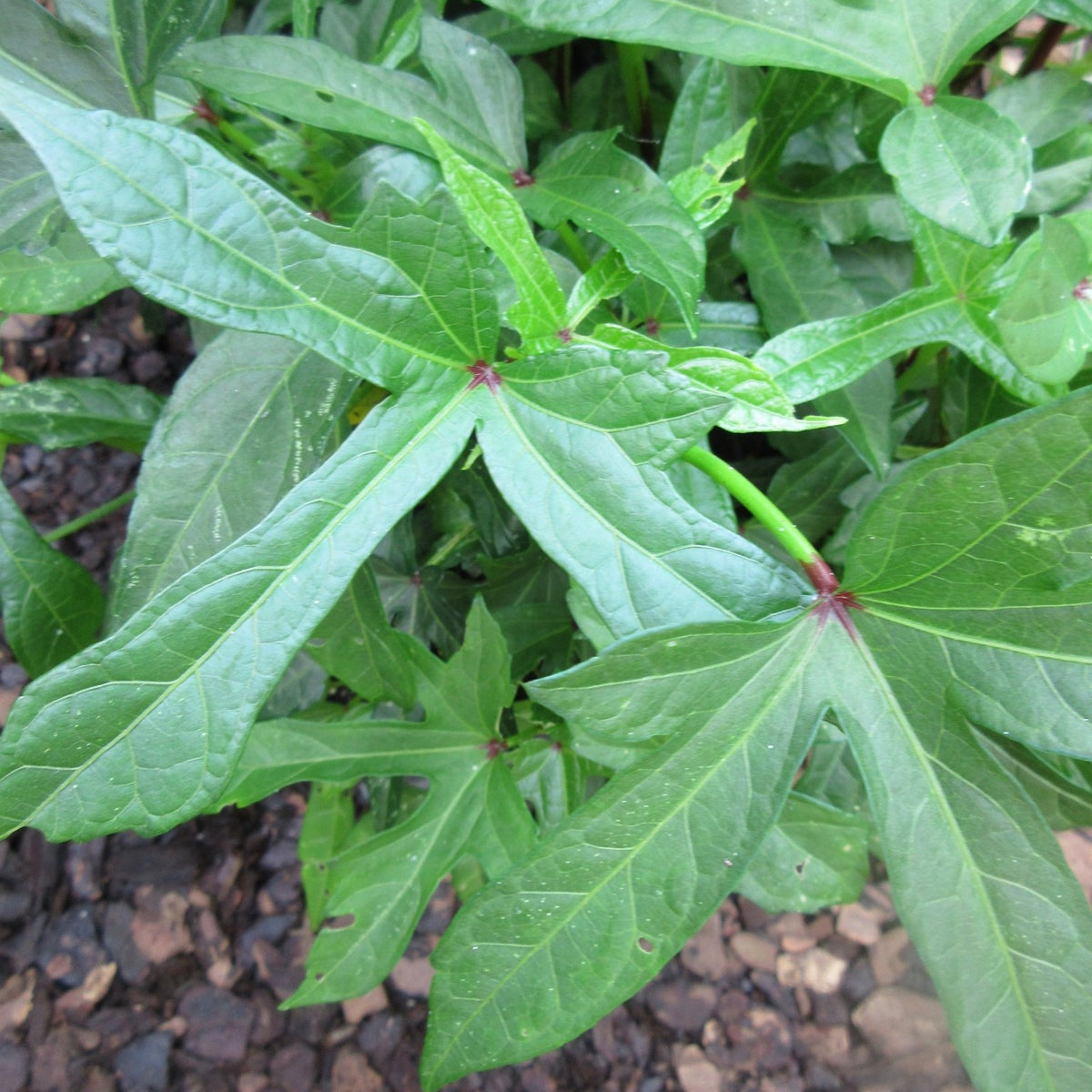 Aibika Growing Information – Green Harvest