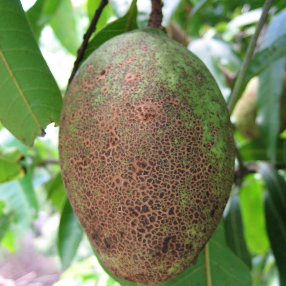 Anthracnose Organic Control Information – Green Harvest