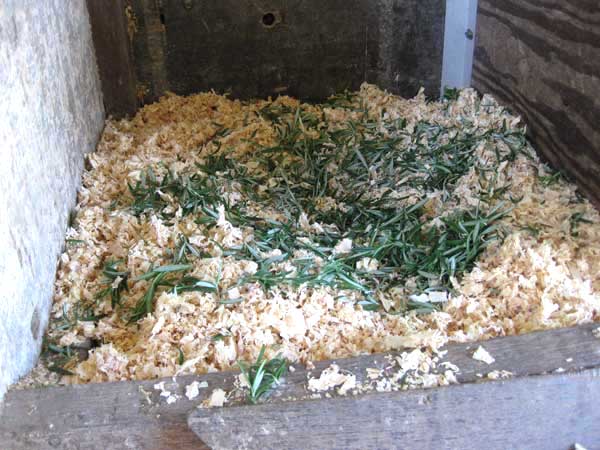Aromatherapy for chooks – Green Harvest