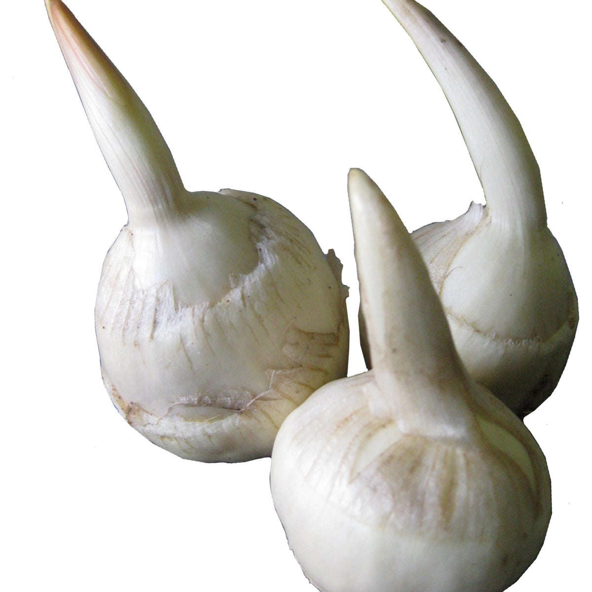 Arrowhead Growing Information – Green Harvest