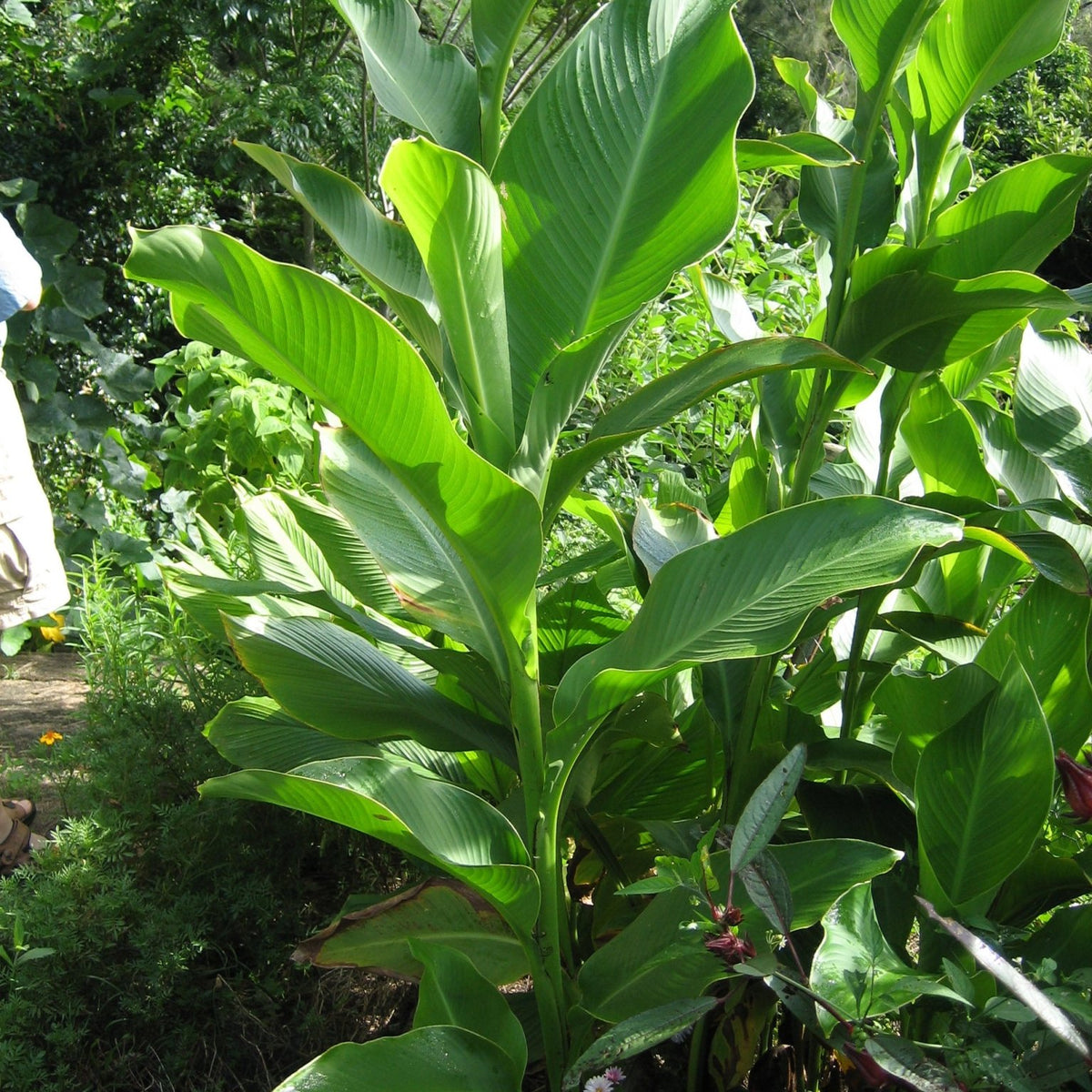 Arrowroot Growing Information – Green Harvest