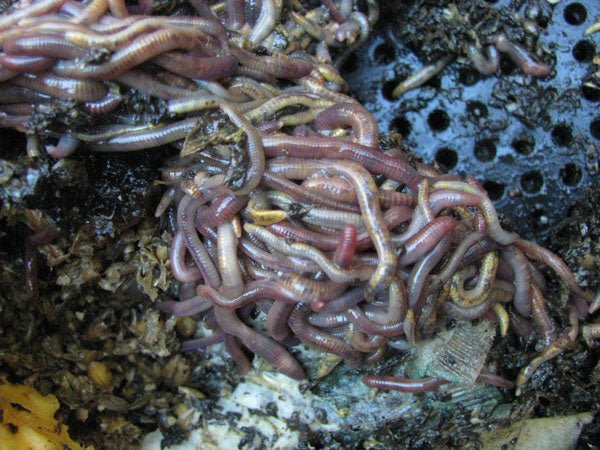 Away with the worms – Green Harvest