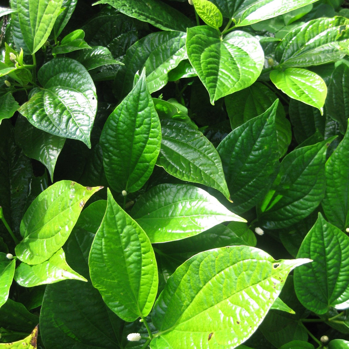 Betel Leaf Growing Information – Green Harvest