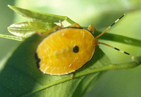 Bronze Orange Bug Organic Control Information – Green Harvest
