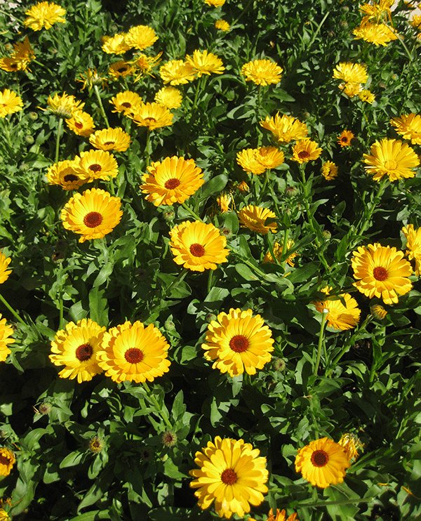 Calendula – make a date – Green Harvest
