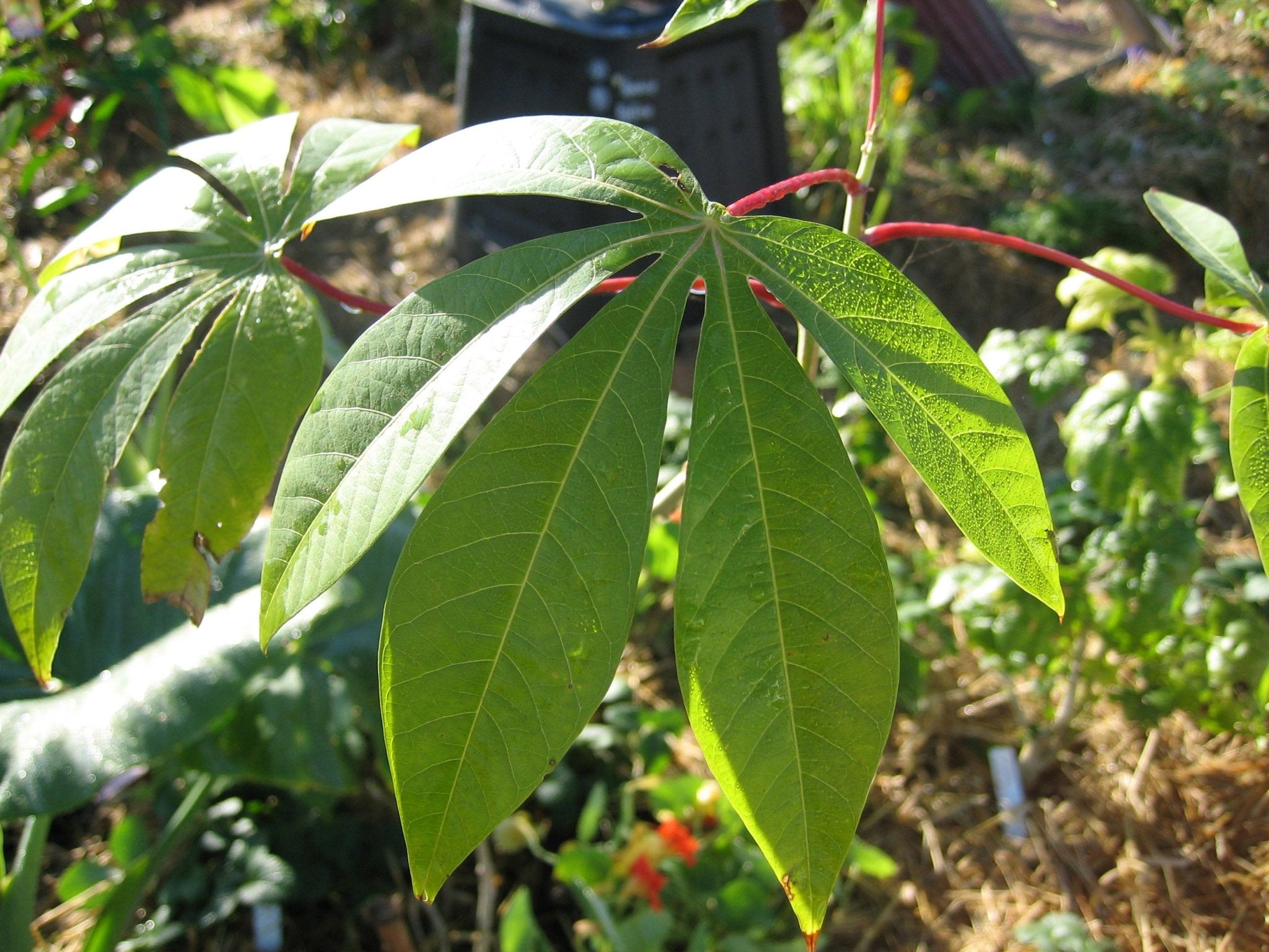 Cassava Plant Height Cassava | Description, Origin, Poison, Taste,