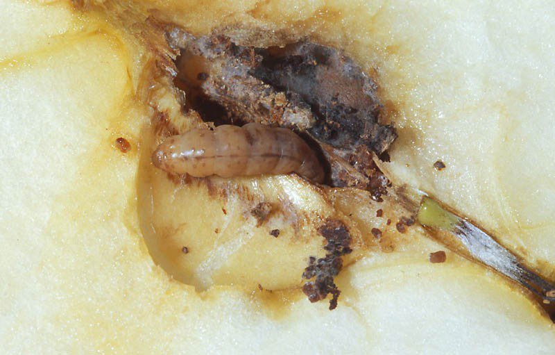 Codling Moth Organic Control Information – Green Harvest