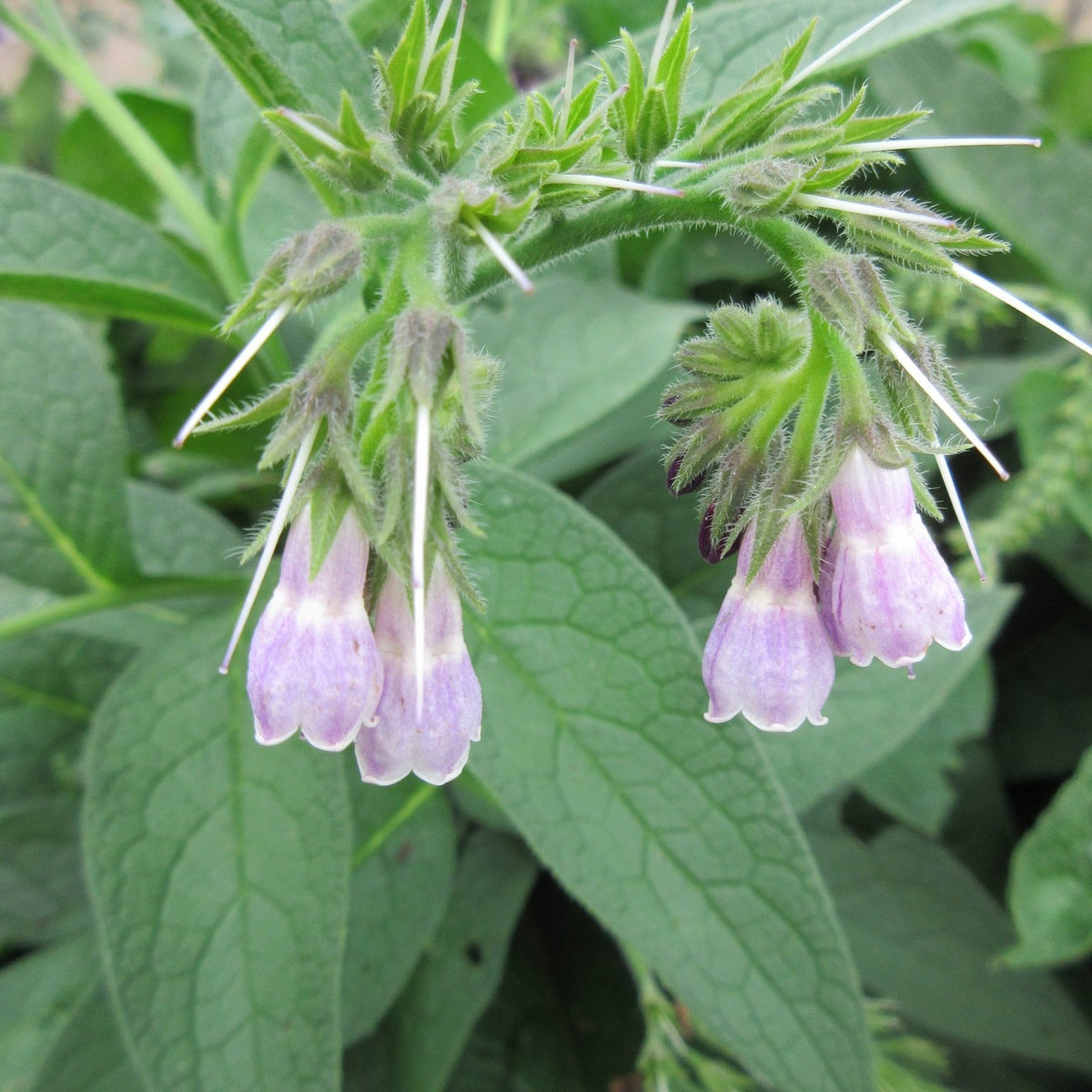 Comfrey Growing Information – Green Harvest