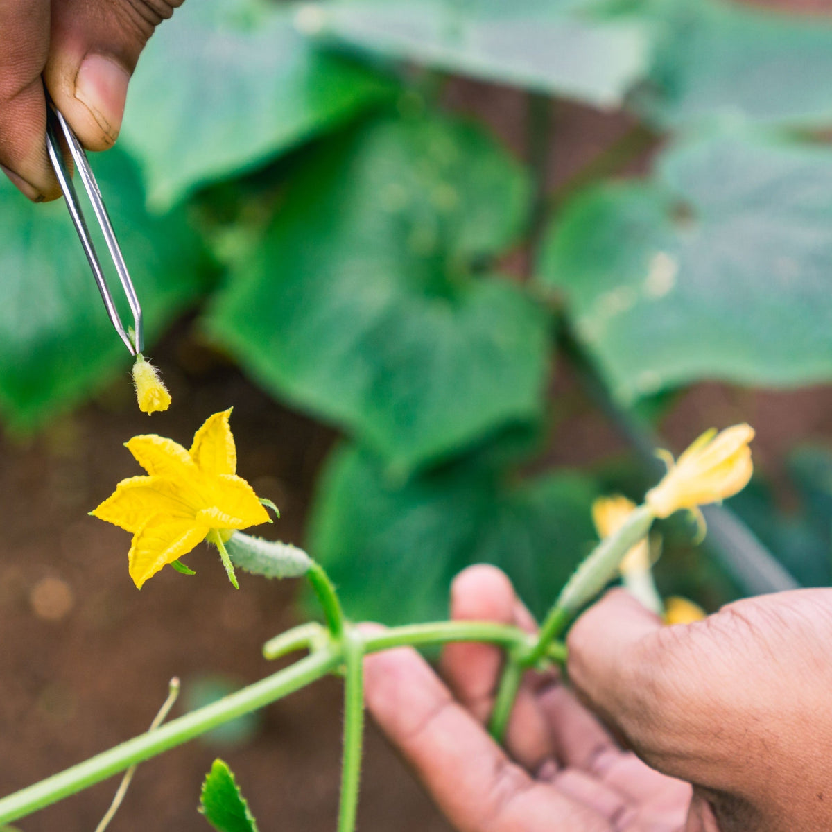 Cucumber Pollination Requirements – Green Harvest