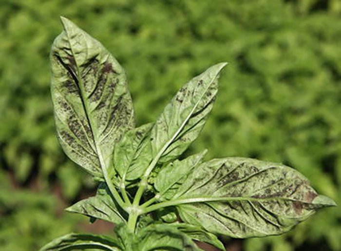 Downy Mildew Organic Control Information – Green Harvest