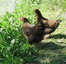 Feeding Your Chooks – Green Harvest