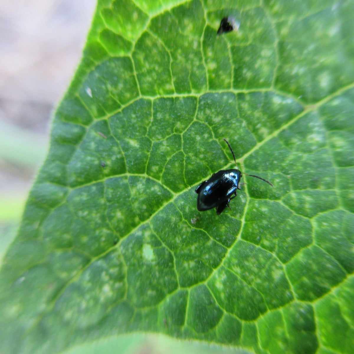 Flea Organic Control Information – Green Harvest