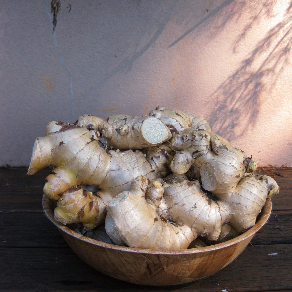 Ginger Growing Information – Green Harvest