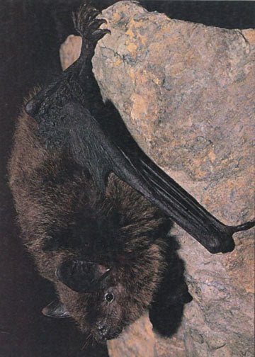 Going batty! – Green Harvest