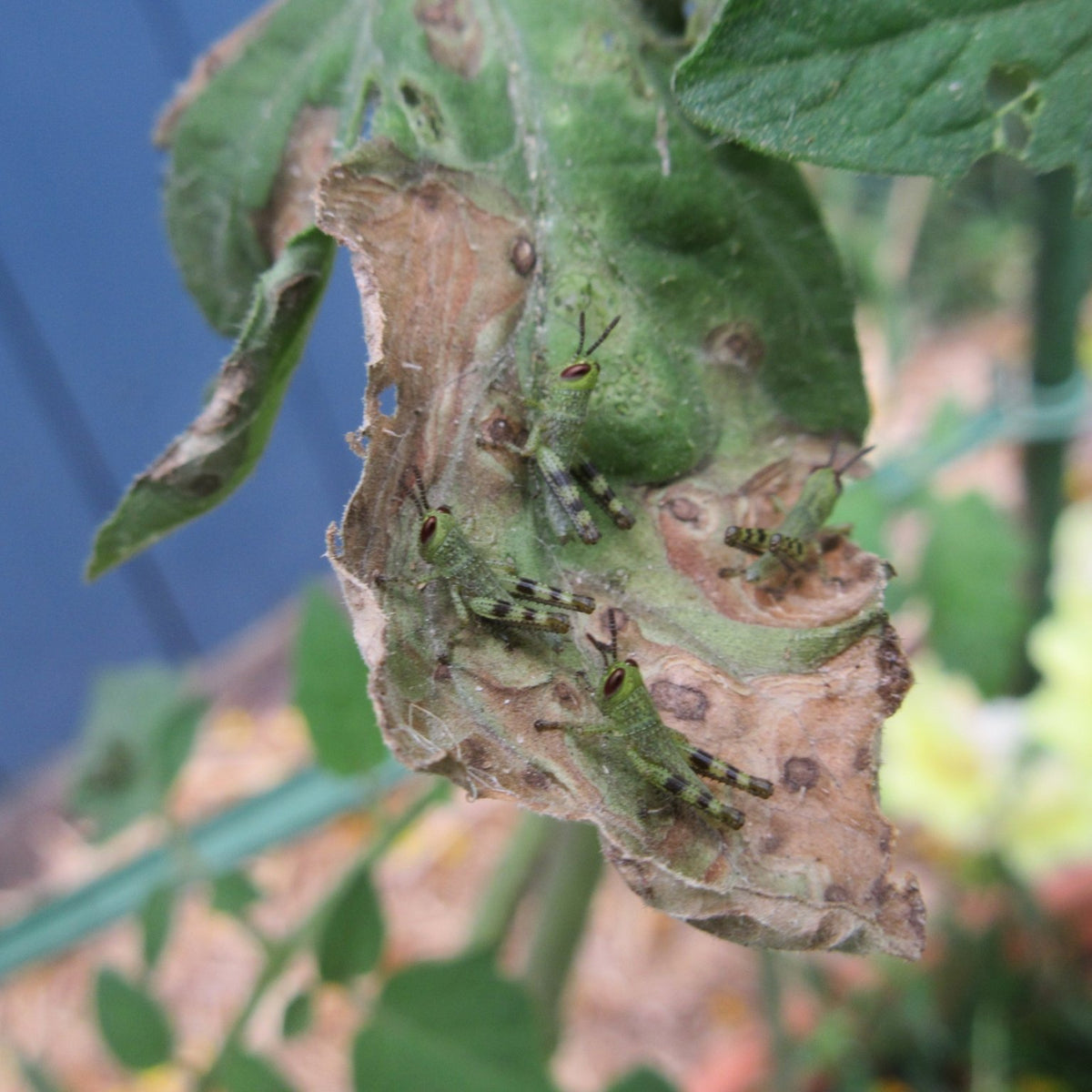 Grasshopper Organic Control Information – Green Harvest