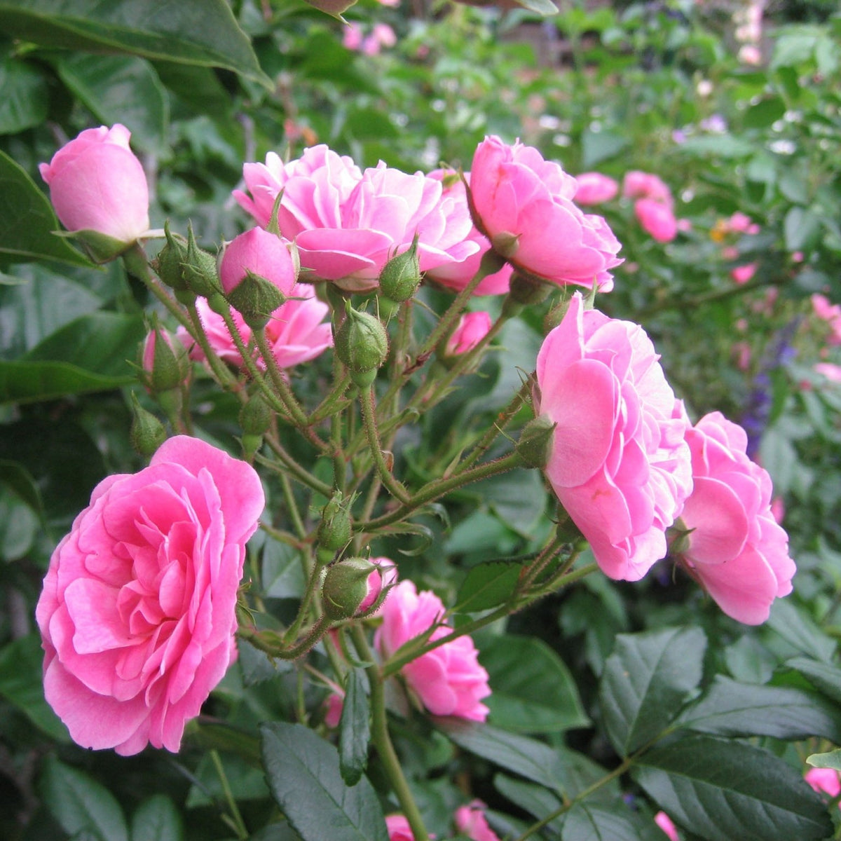 Organic Rose Care – Green Harvest