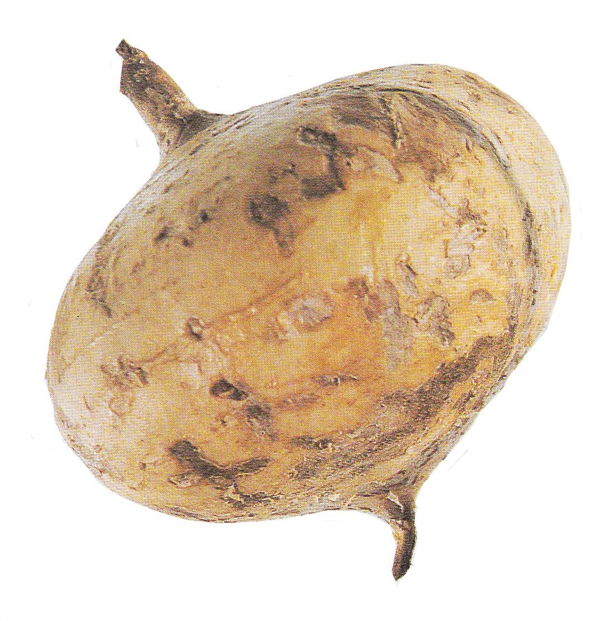 Jicama Growing Information – Green Harvest