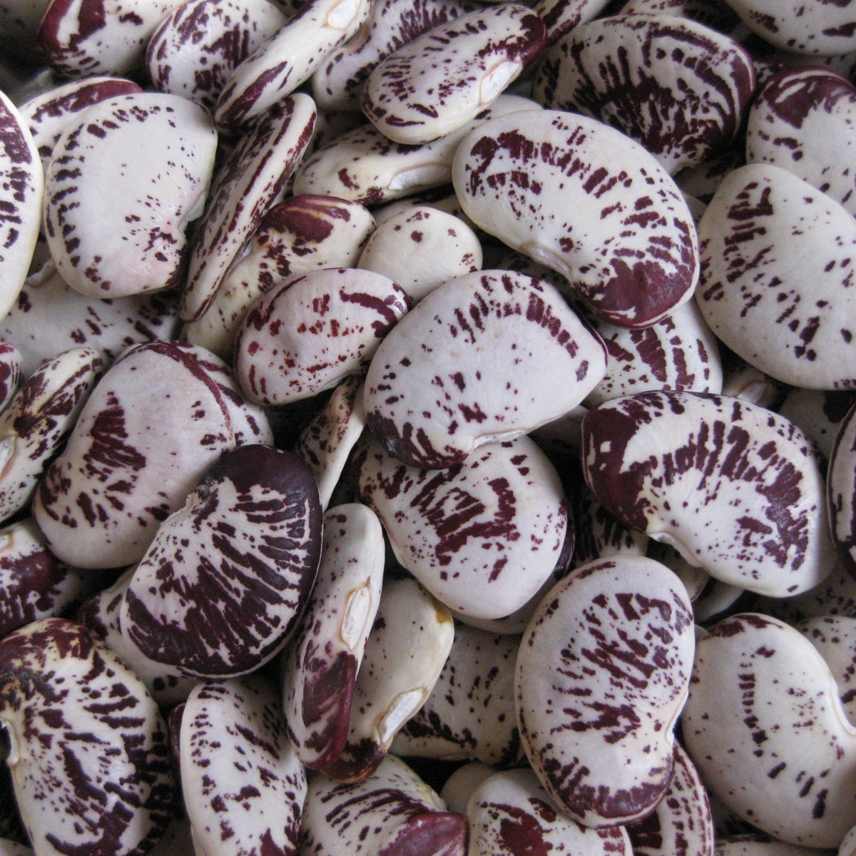 Madagascar Bean Growing Information – Green Harvest