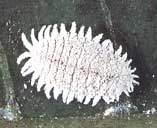 Mealy Bug Organic Control Information – Green Harvest