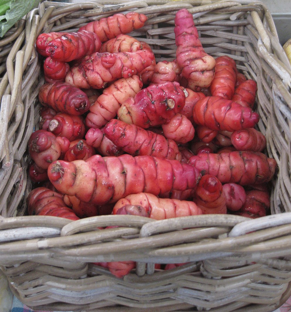 Oca Growing Information – Green Harvest