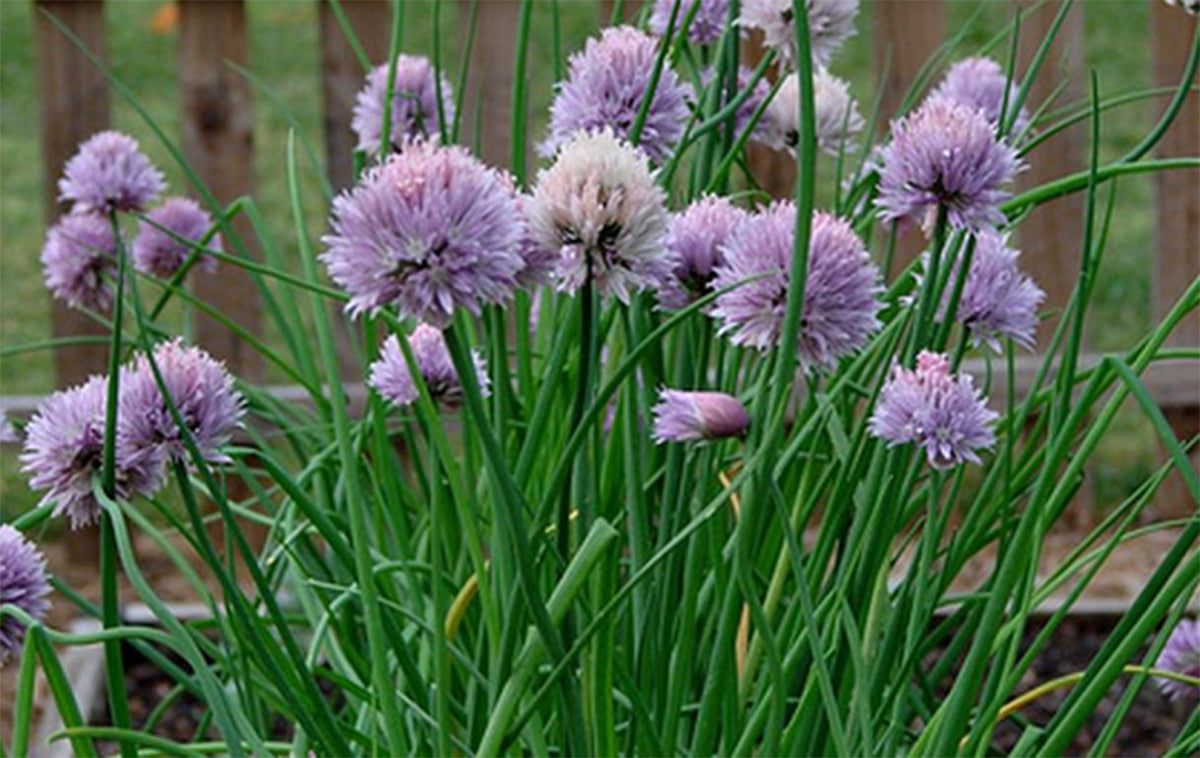 Onion Chives Growing Information – Green Harvest