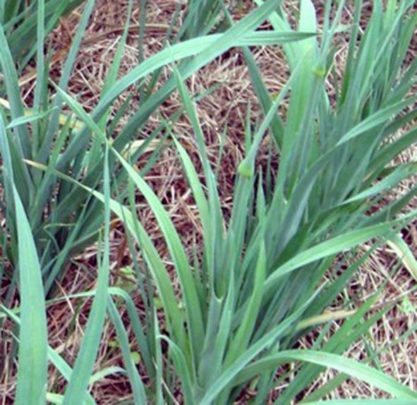 Perennial Leek Growing Information – Green Harvest
