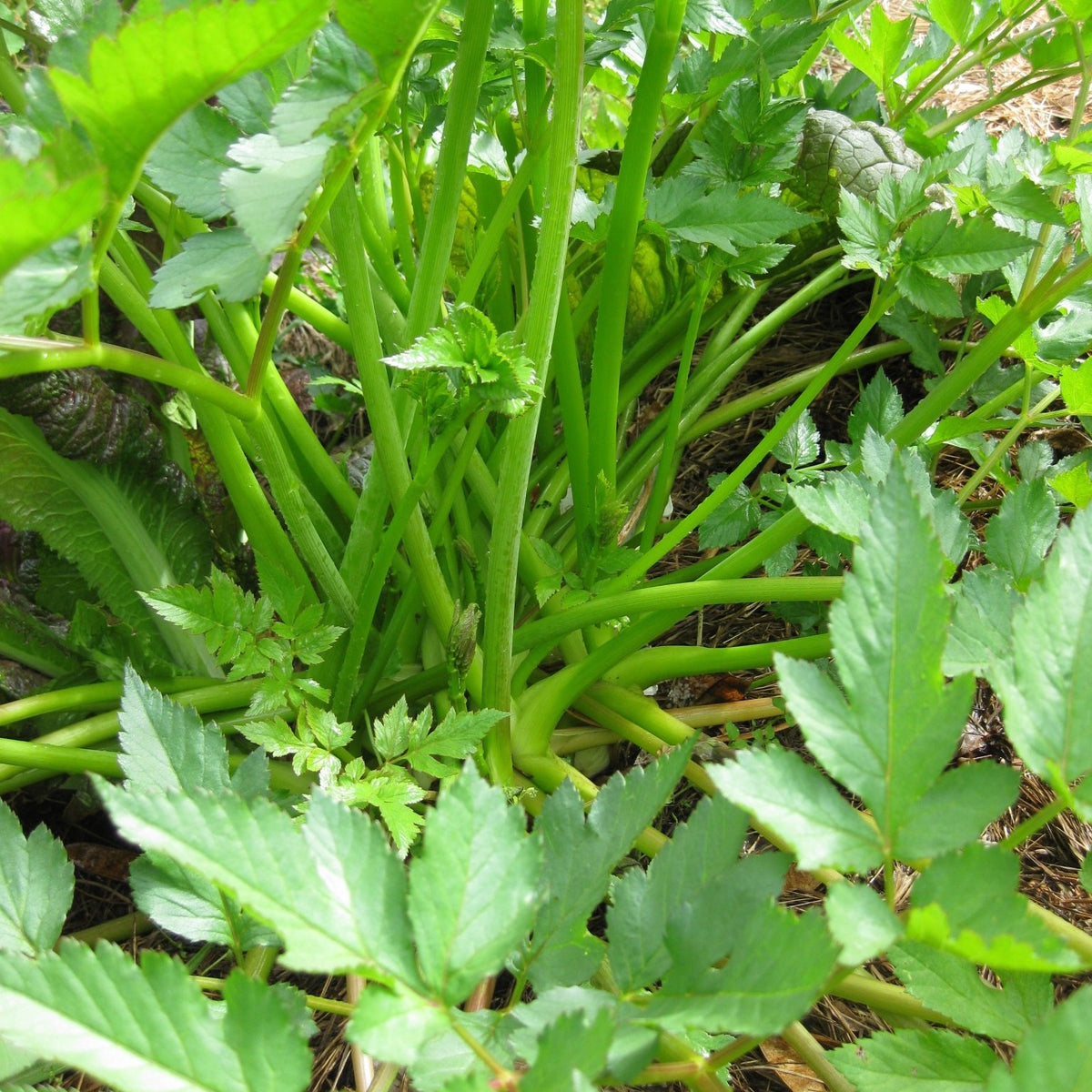Peruvian Parsnip Growing Information – Green Harvest
