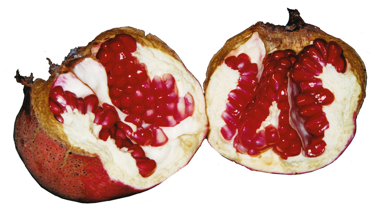 Pomegranate Growing Information – Green Harvest