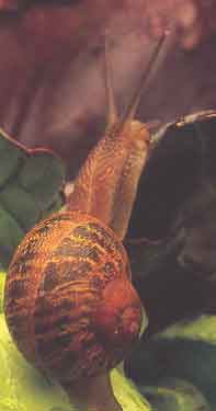 Slug and Snail Organic Control Information – Green Harvest