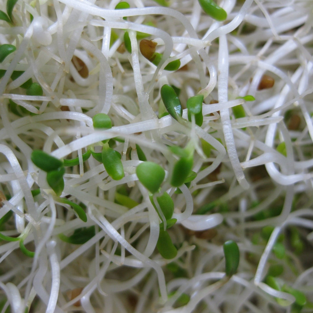 Sprouts Growing Information – Green Harvest