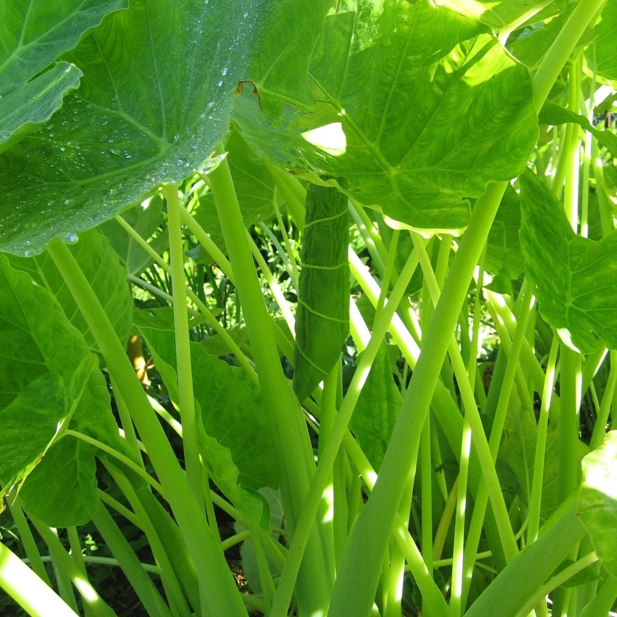 Tahitian Spinach Growing Information – Green Harvest