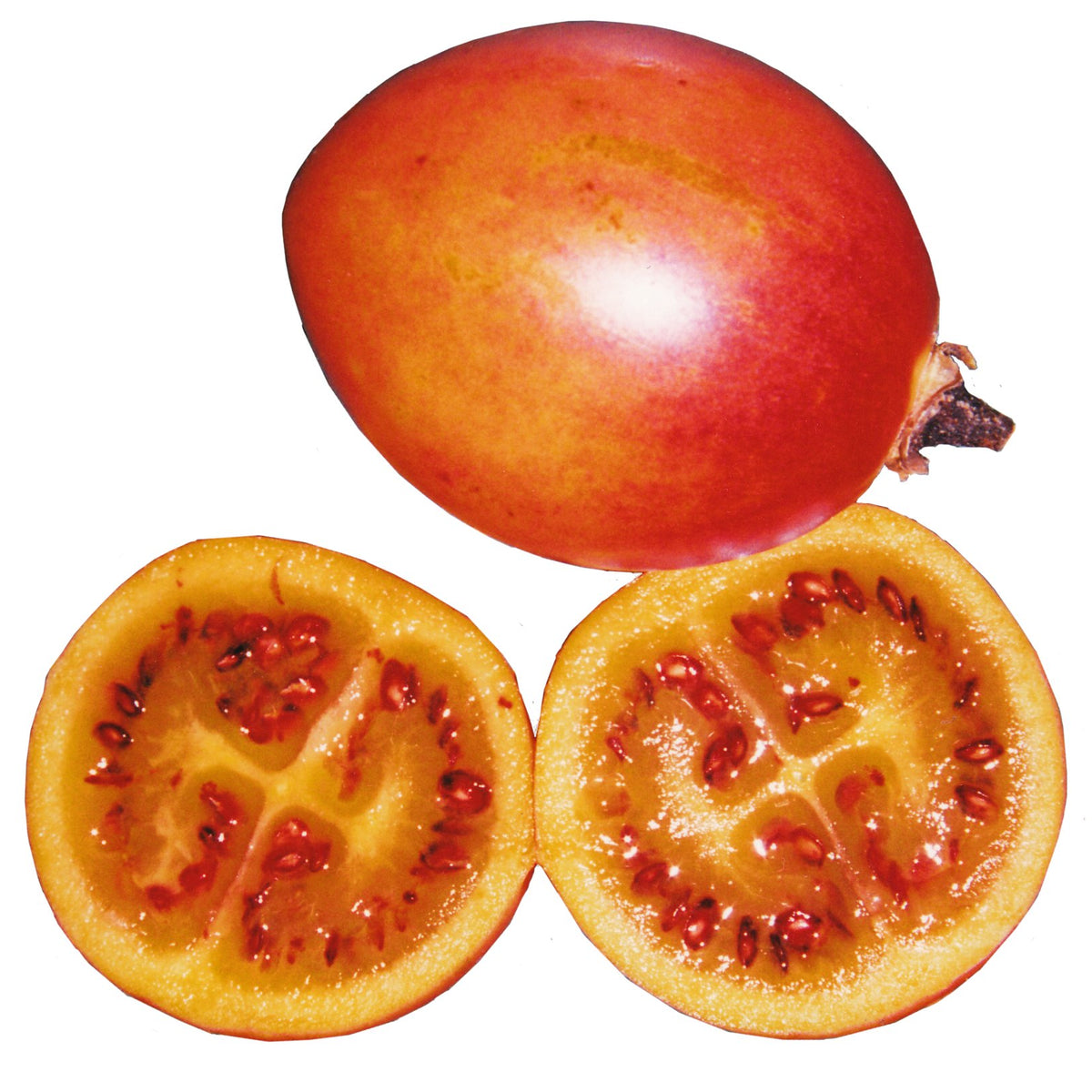 Tamarillo Growing Information – Green Harvest