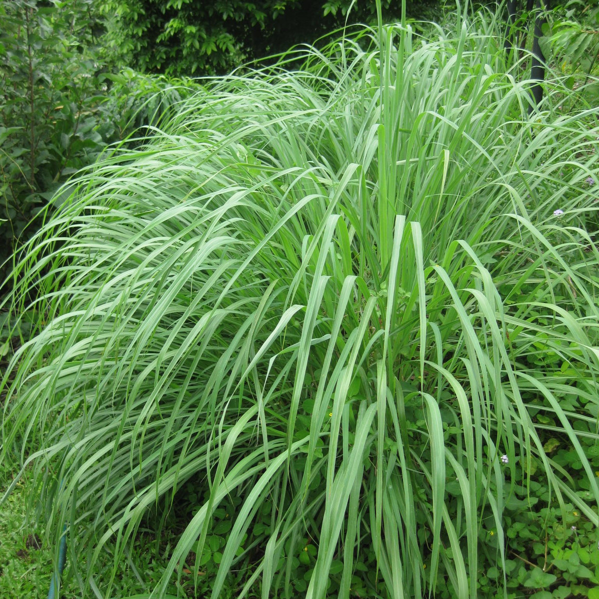 West Indian Lemongrass Growing Information – Green Harvest