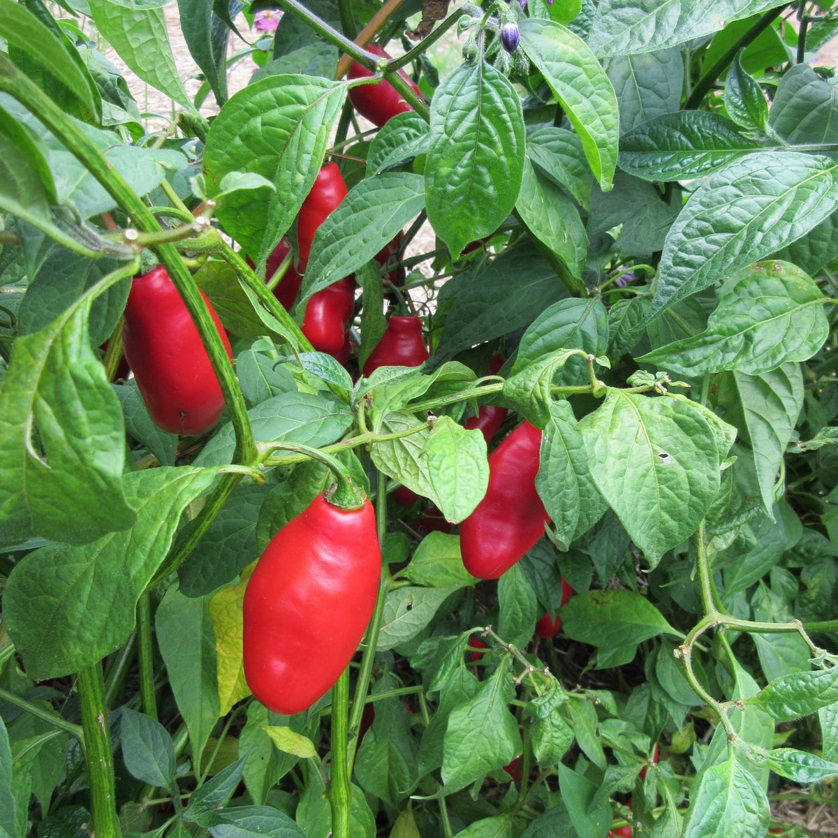Chilli – Green Harvest