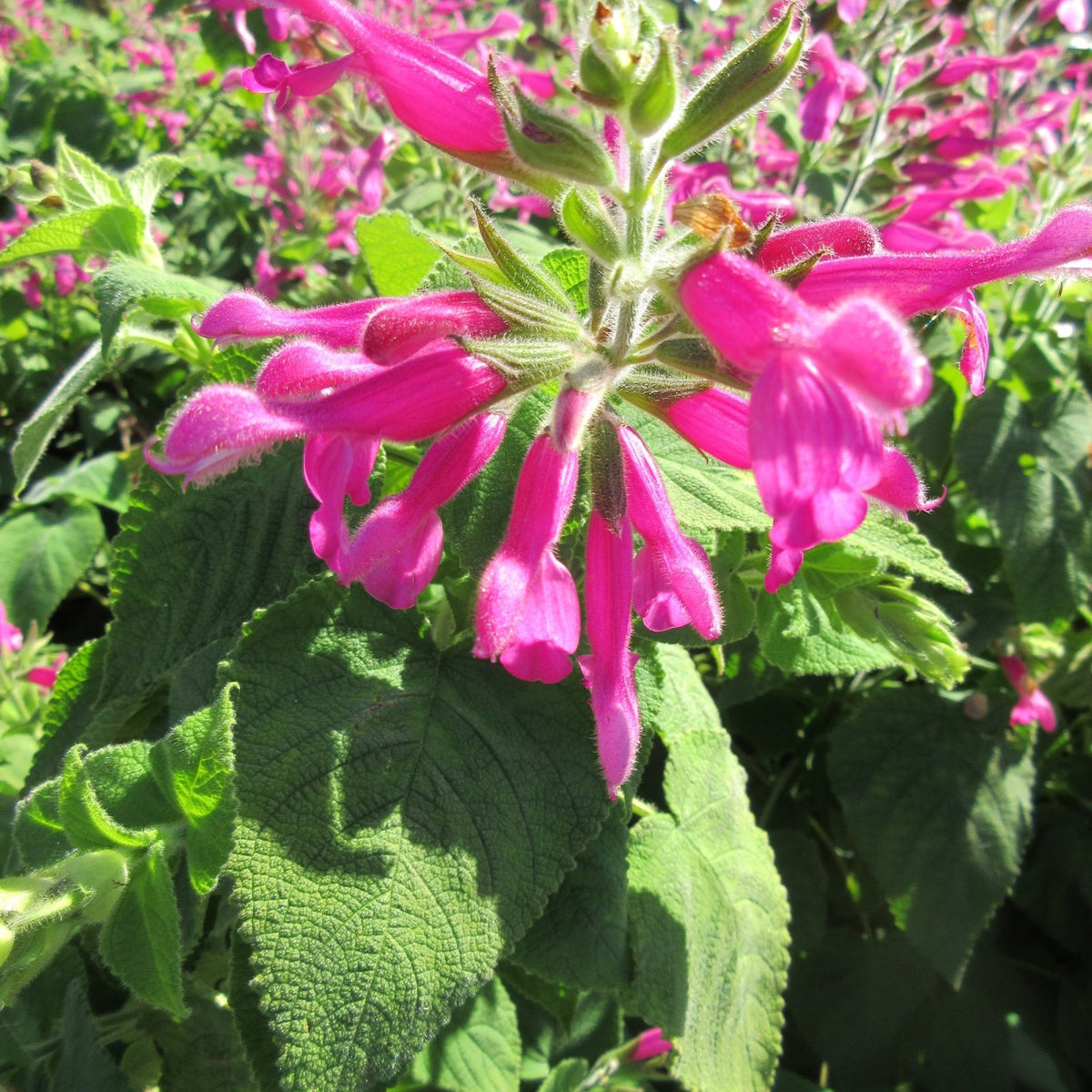 Sage – Green Harvest