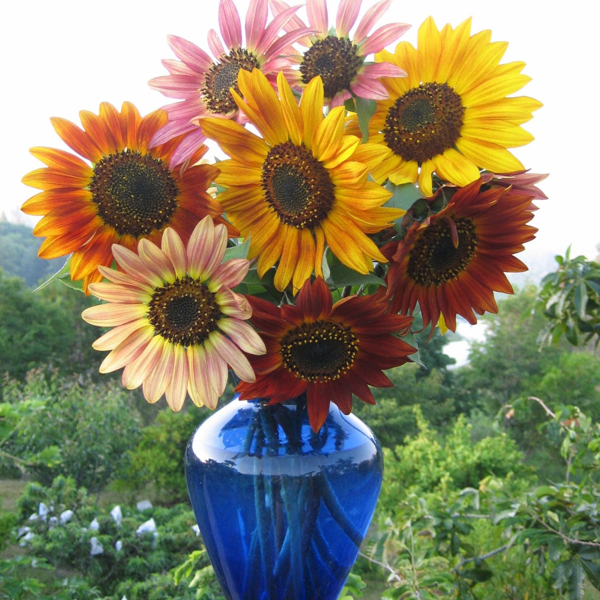 Sunflowers – Green Harvest