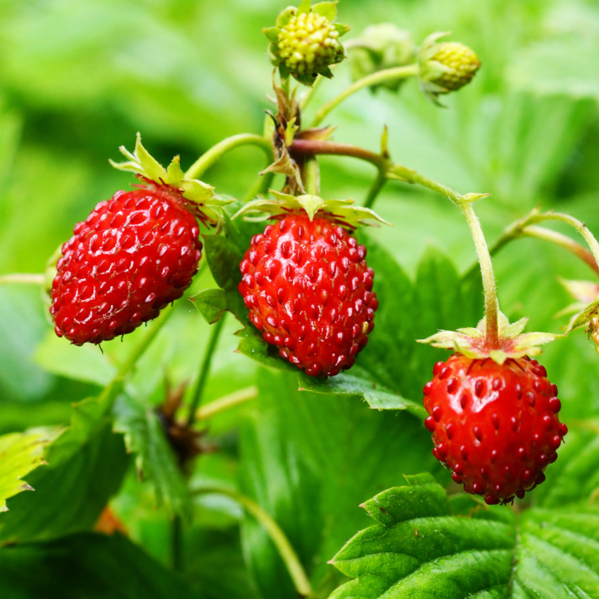Alpine Strawberry 'Baron Solemacher' – Green Harvest