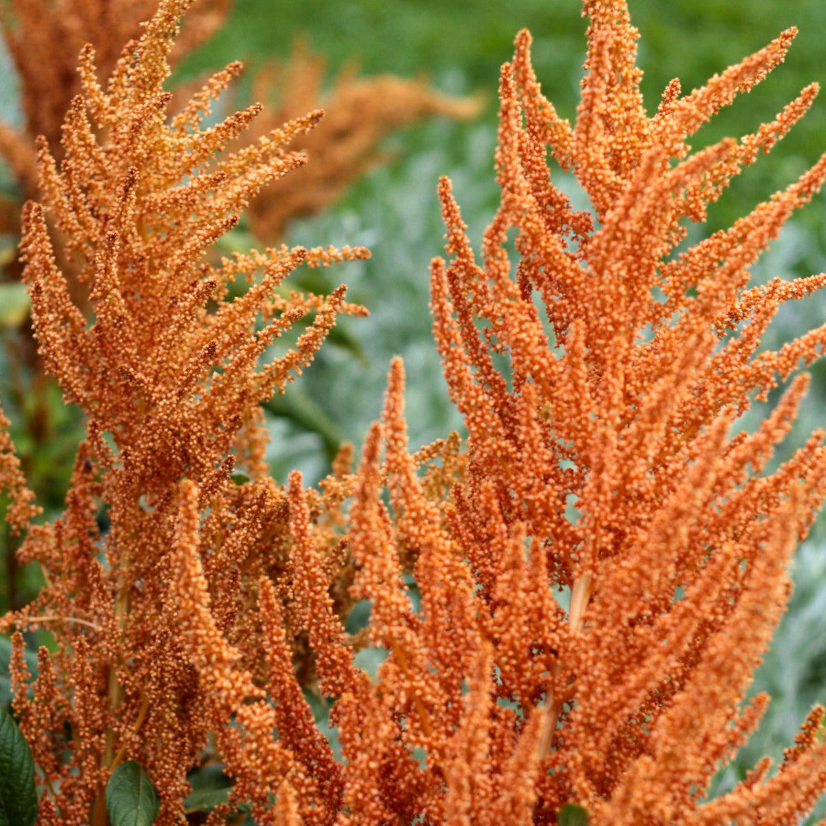 Amaranth Grain – Green Harvest