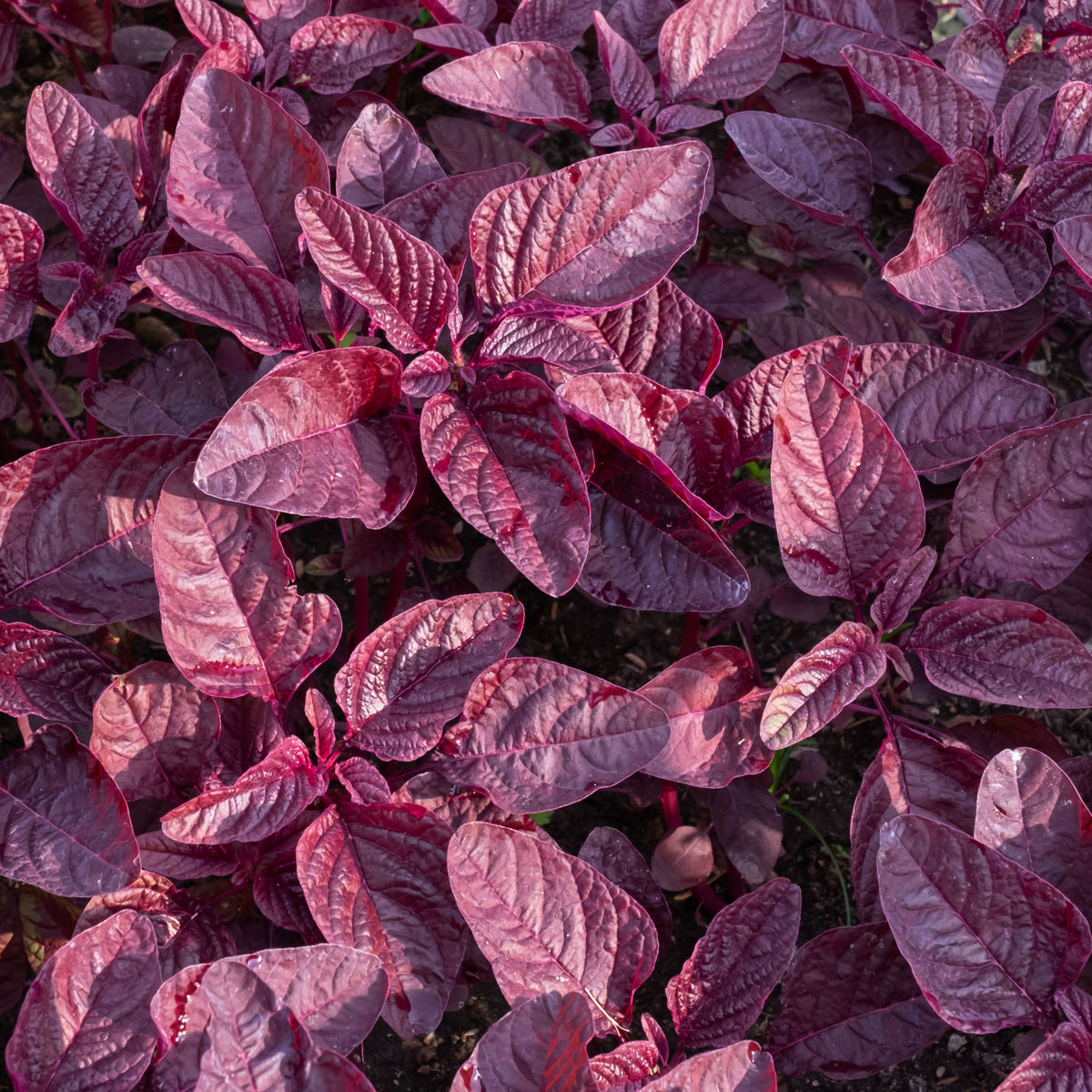 Amaranth 'Red' – Green Harvest