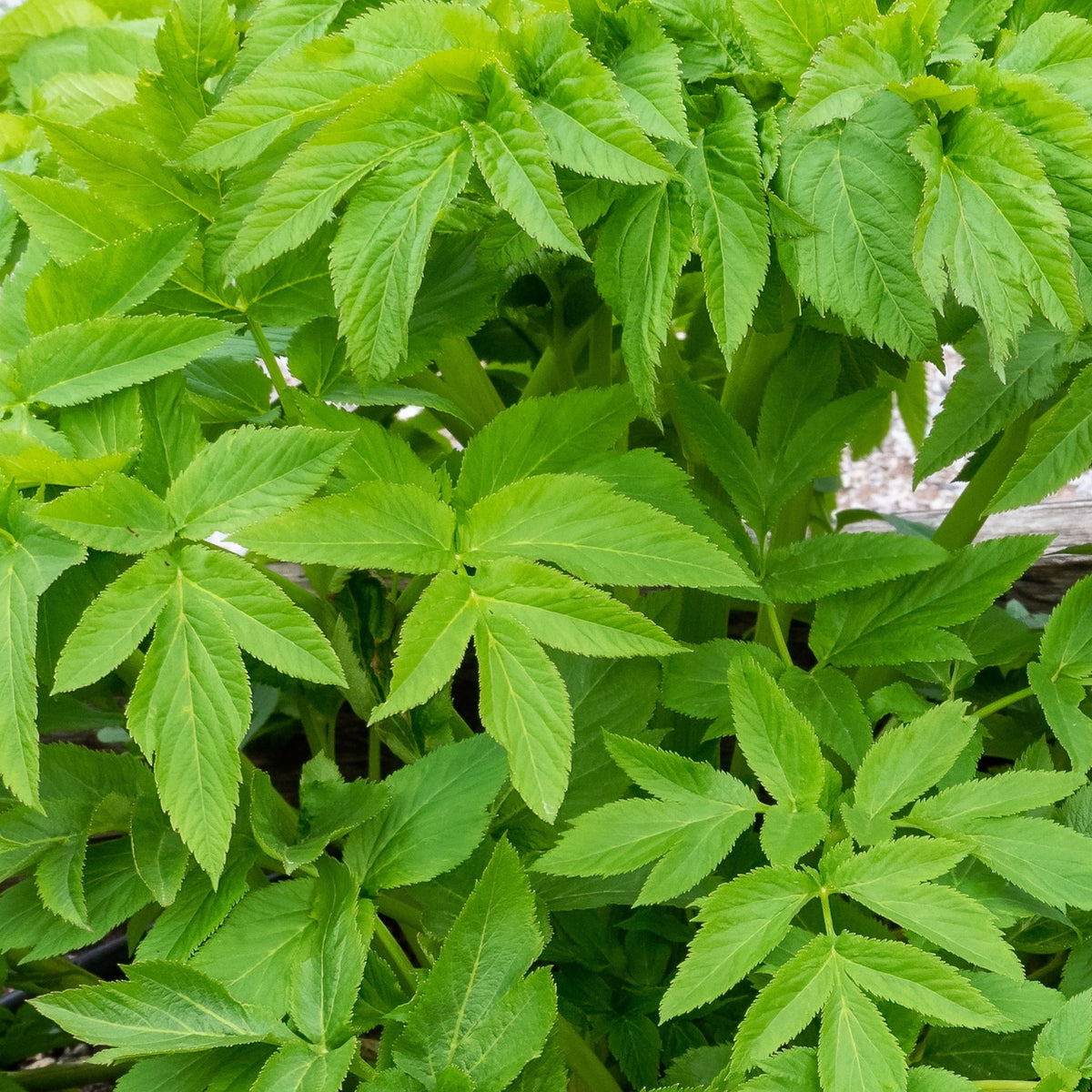 Angelica – Green Harvest