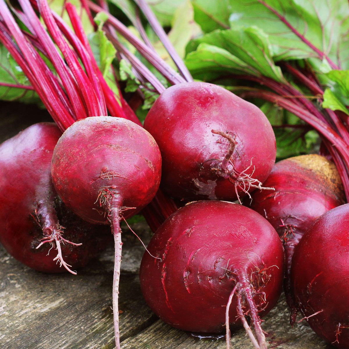 Beetroot 'Detroit' – Green Harvest