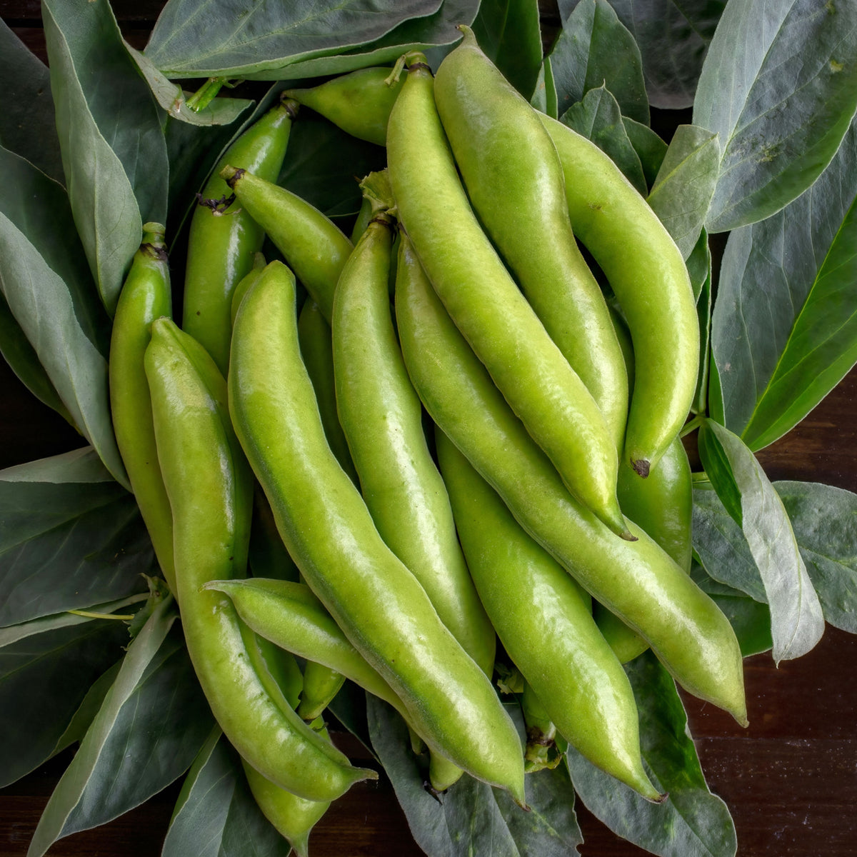 Broad Bean 'Aquadulce' – Green Harvest