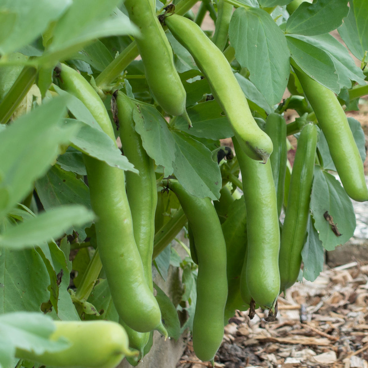 Broad Bean 'Coles Dwarf' – Green Harvest