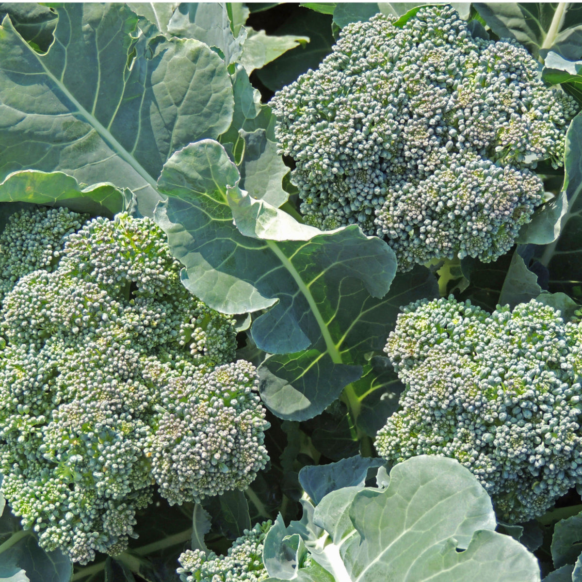 Broccoli 'Di Ciccio' – Green Harvest