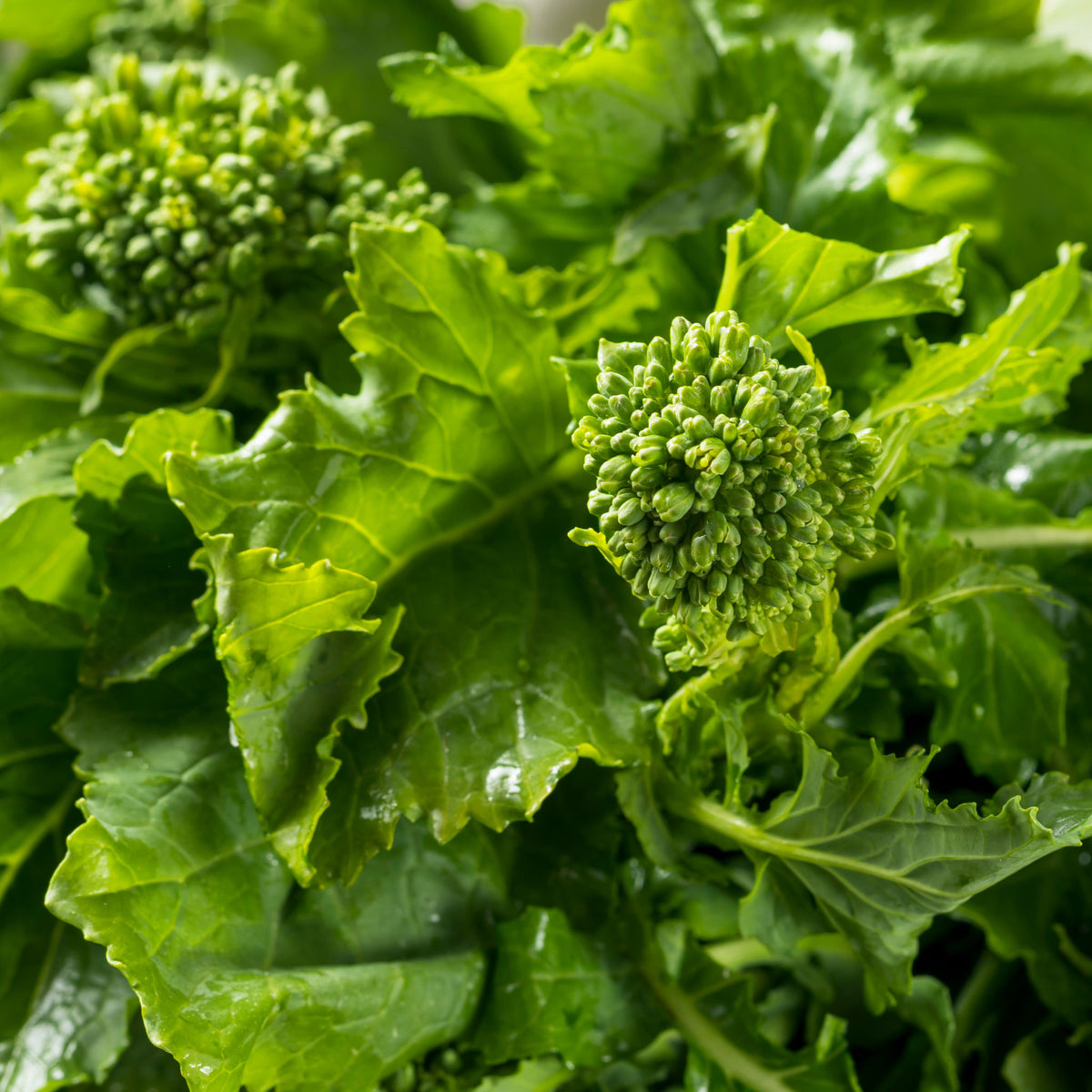 Broccoli Raab 'Spring Rapini' – Green Harvest