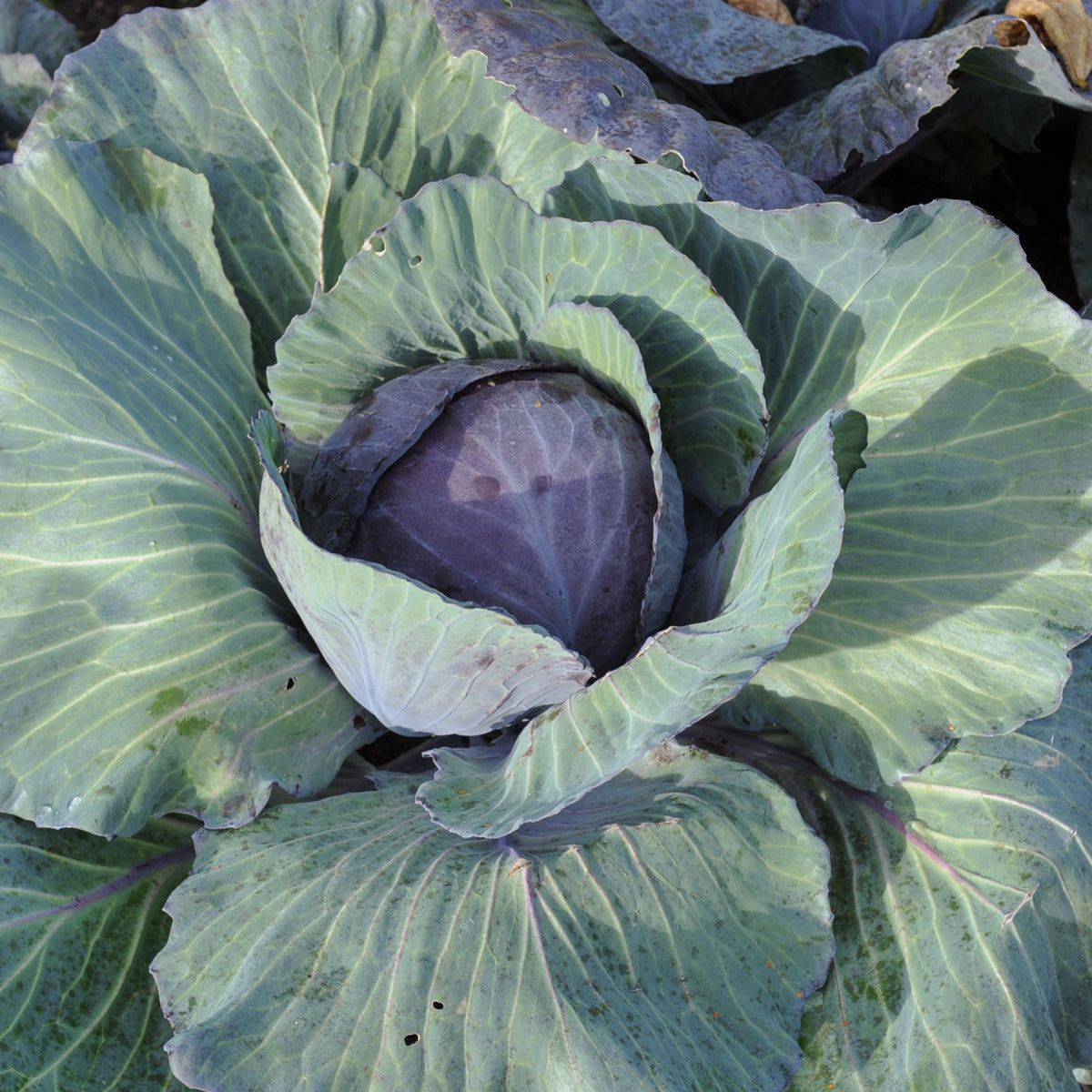 Cabbage 'Red Express' – Green Harvest