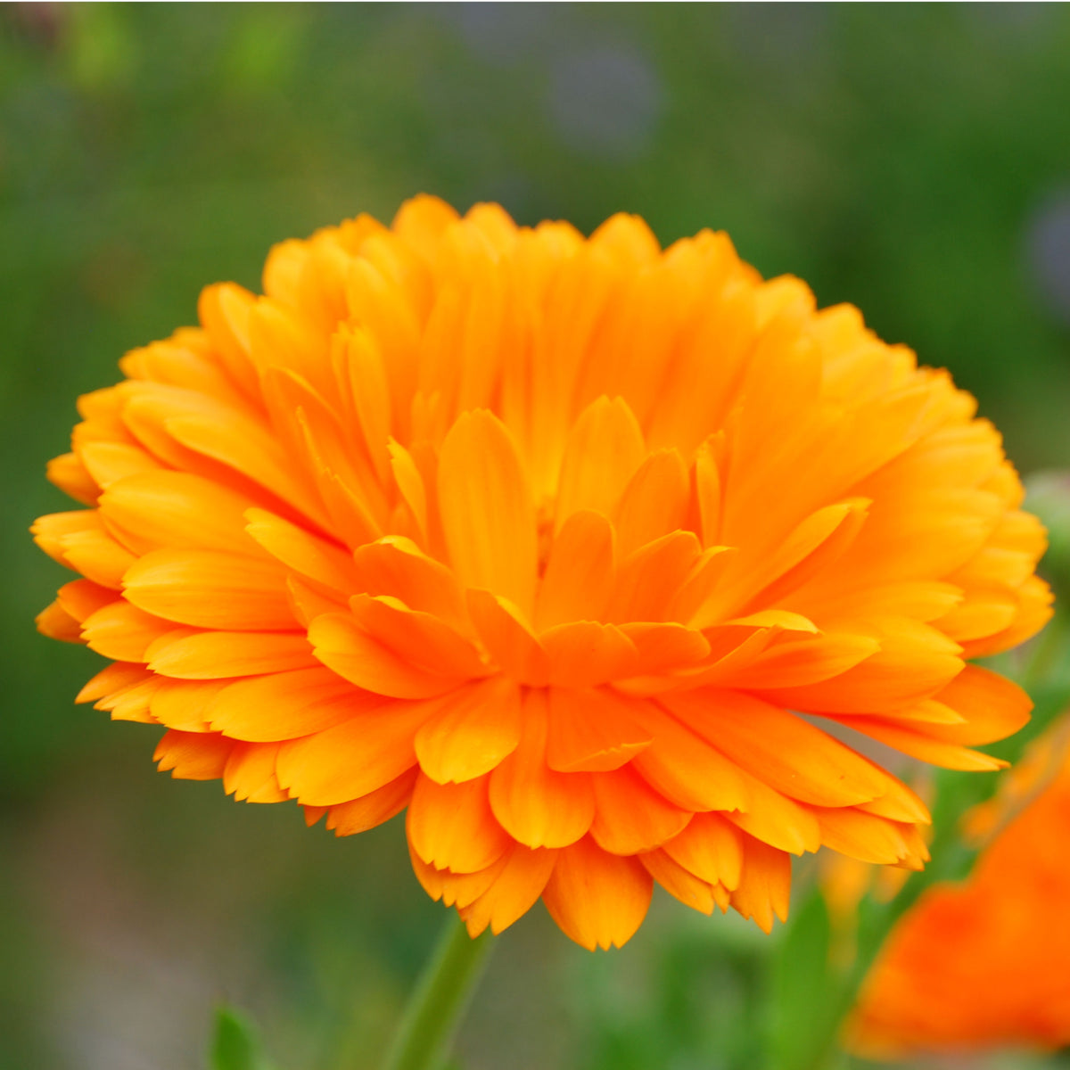 Calendula 'Balls Improved' – Green Harvest