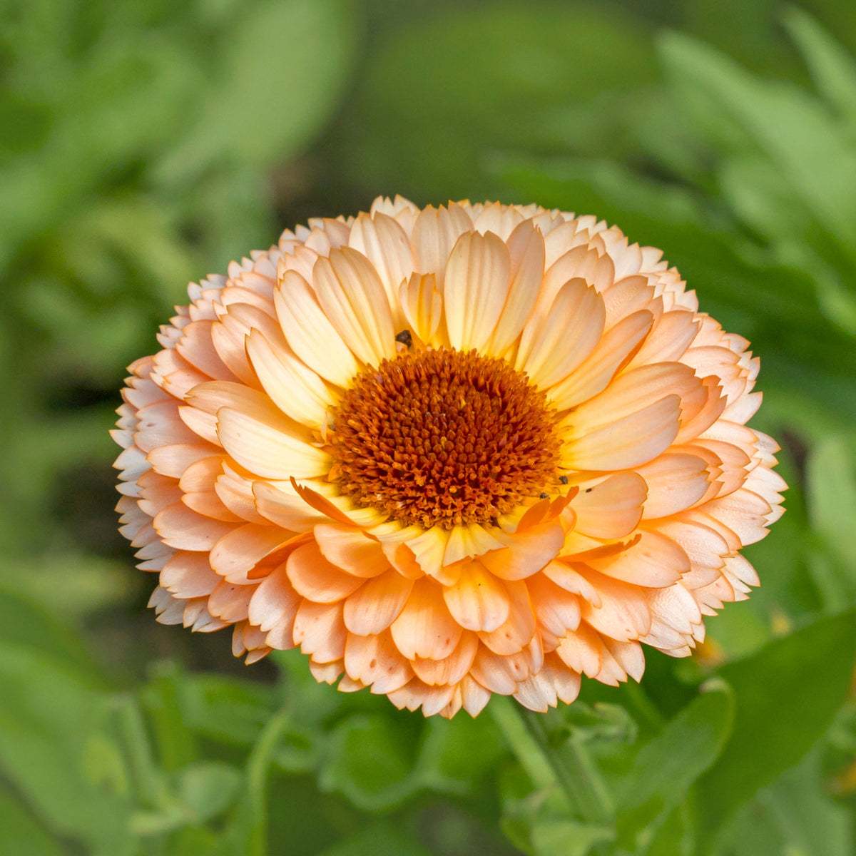 Calendula 'Pink Surprise' – Green Harvest